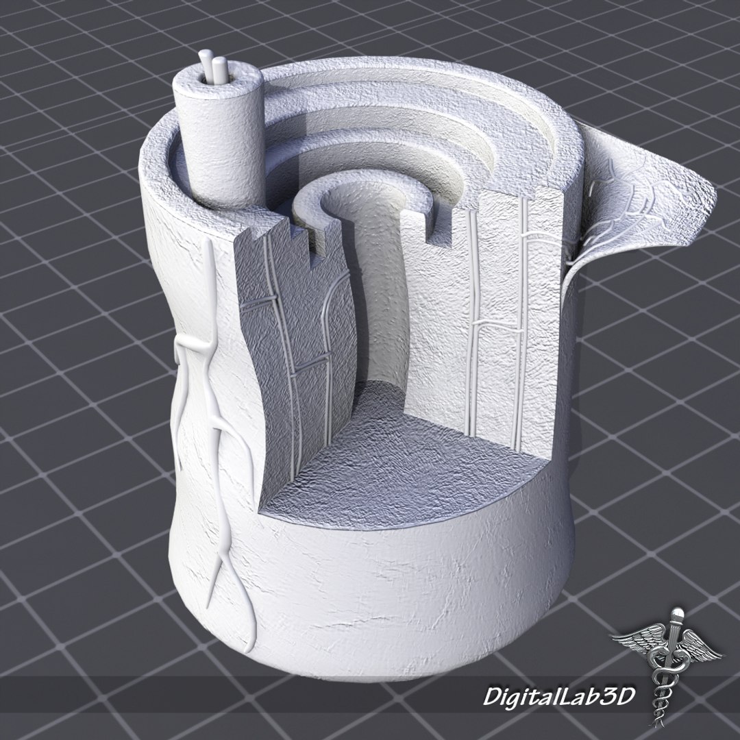 Human Bone Anatomy 3d Model