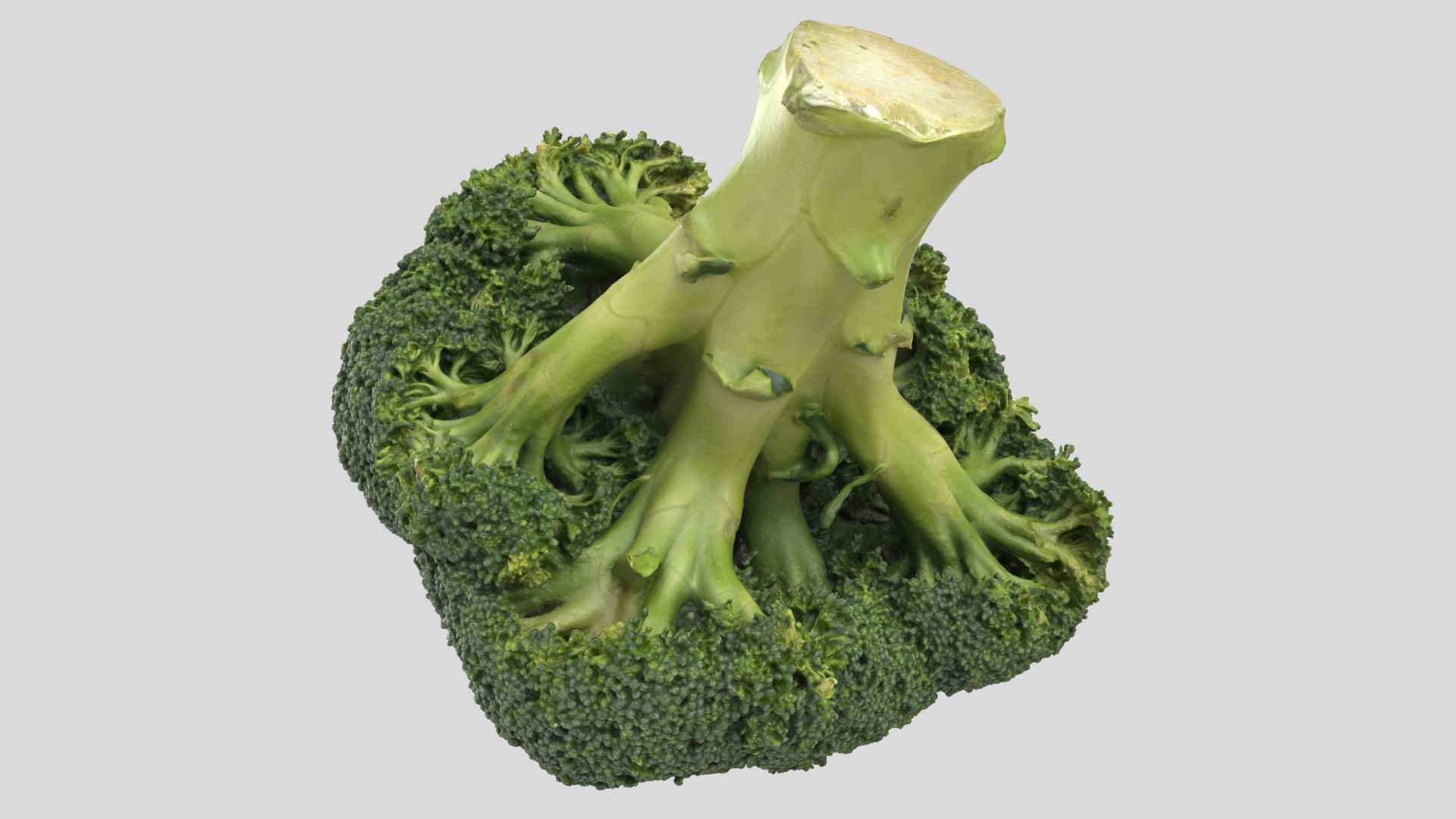 Broccoli Vegetable Model - TurboSquid 1696558