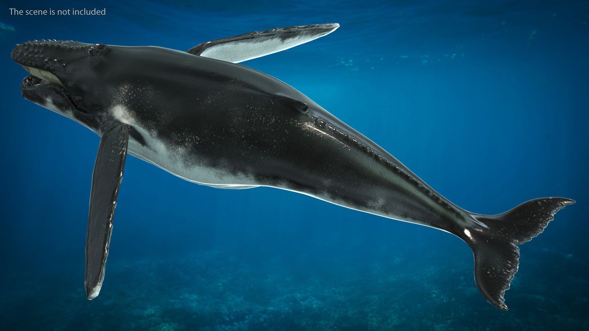 3D Whales Collection model - TurboSquid 2062388