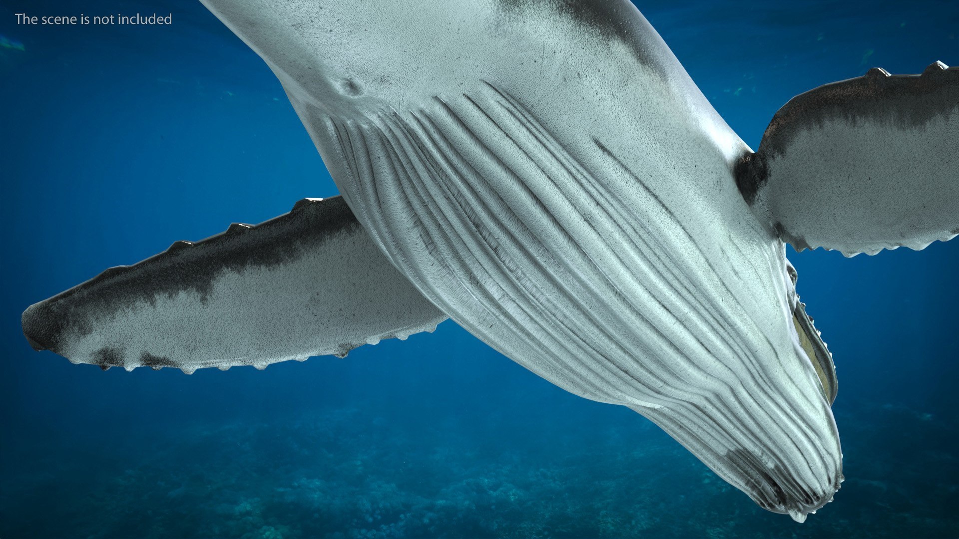 3D Whales Collection model - TurboSquid 2062388