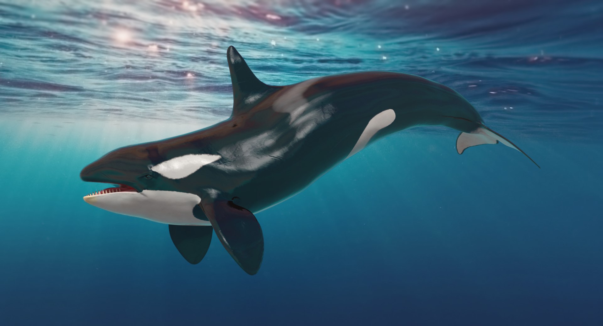 3D Whales Collection model - TurboSquid 2062388