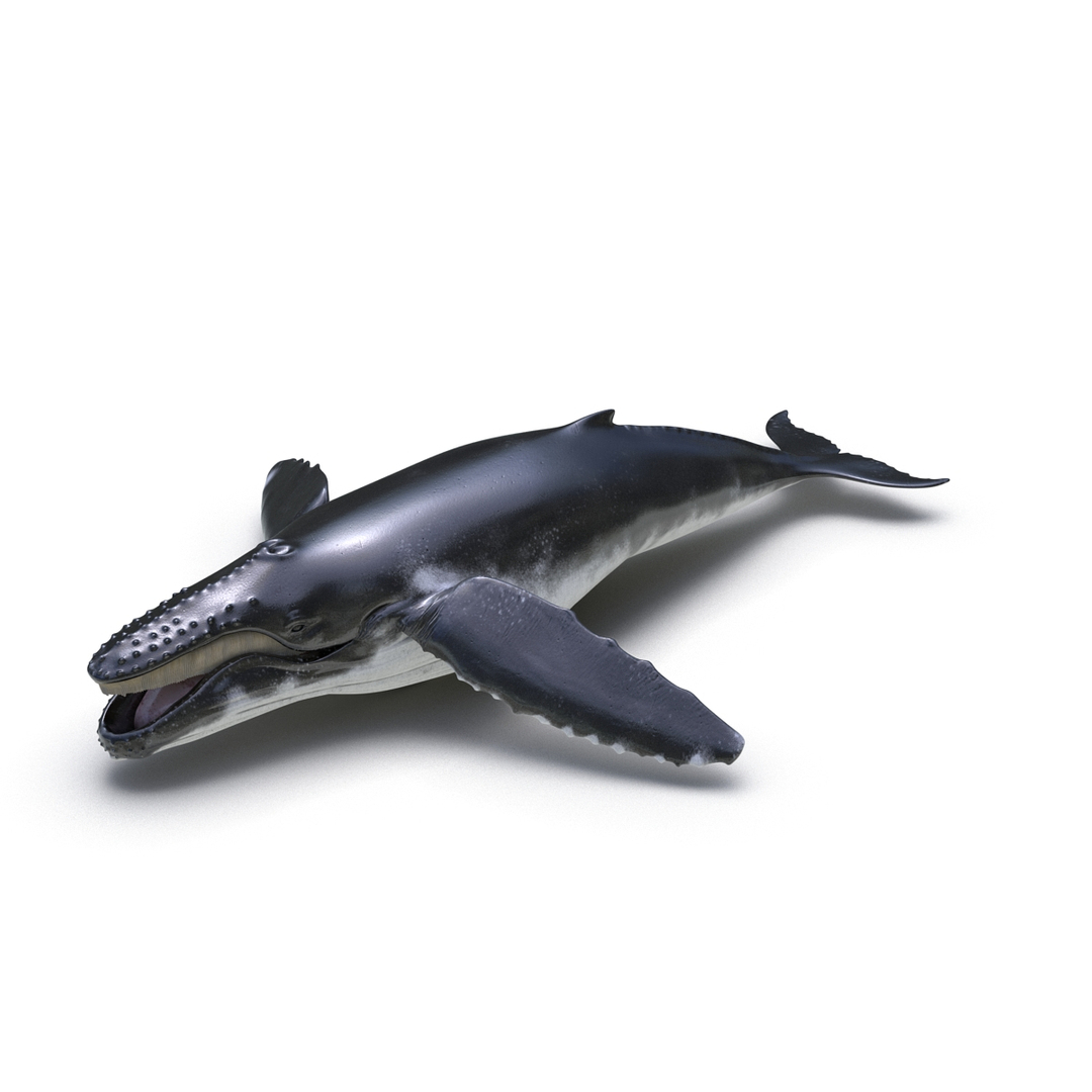 3D Whales Collection Model - TurboSquid 2062388