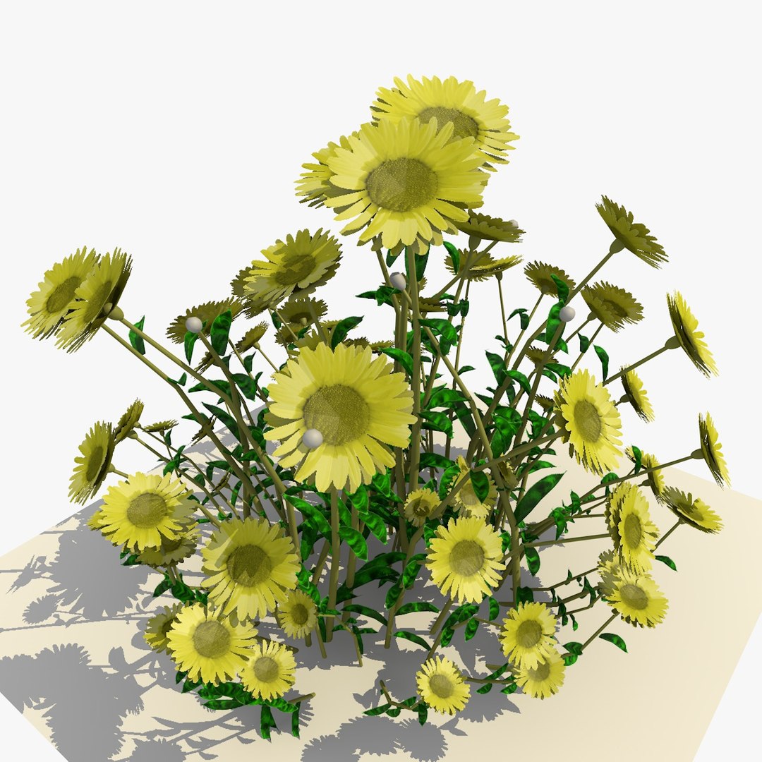 yellow daisy flowers 3d model