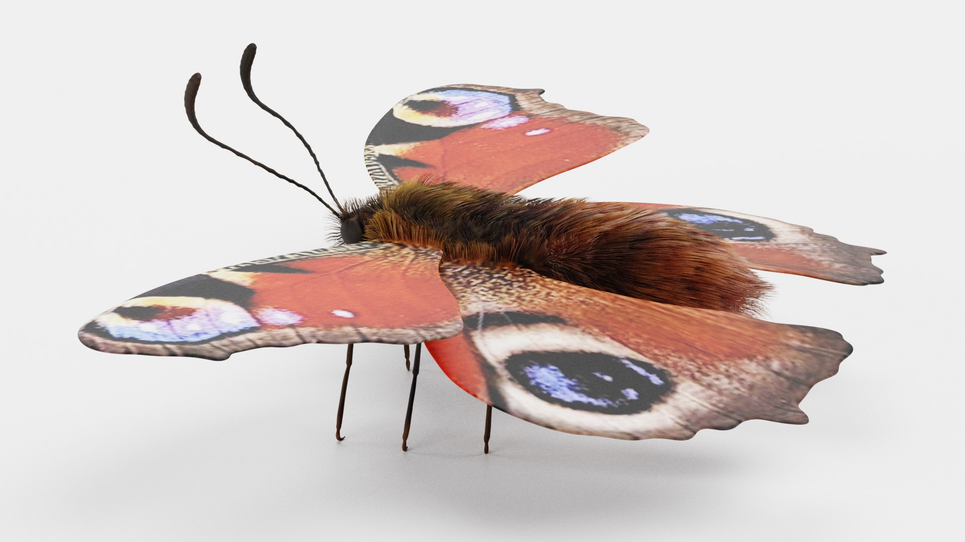 Peacock Butterfly Model - TurboSquid 1766325