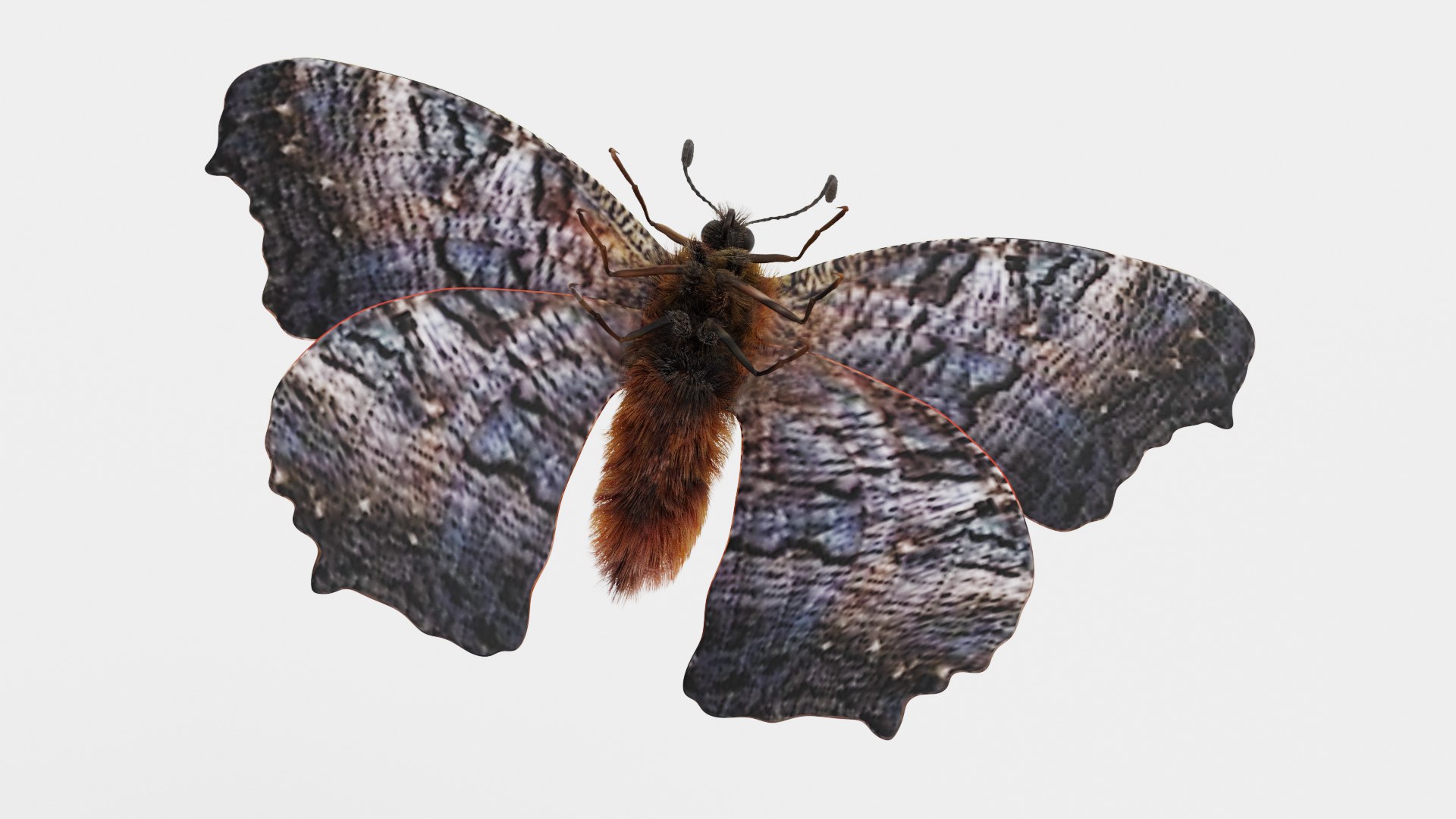 Peacock Butterfly Model - TurboSquid 1766325