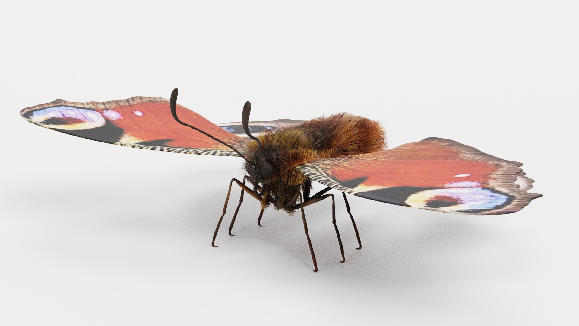 Peacock Butterfly Model - TurboSquid 1766325