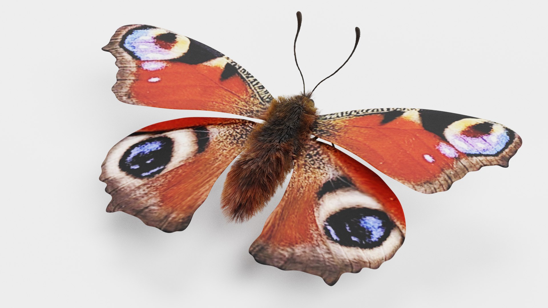 Peacock Butterfly Model - TurboSquid 1766325