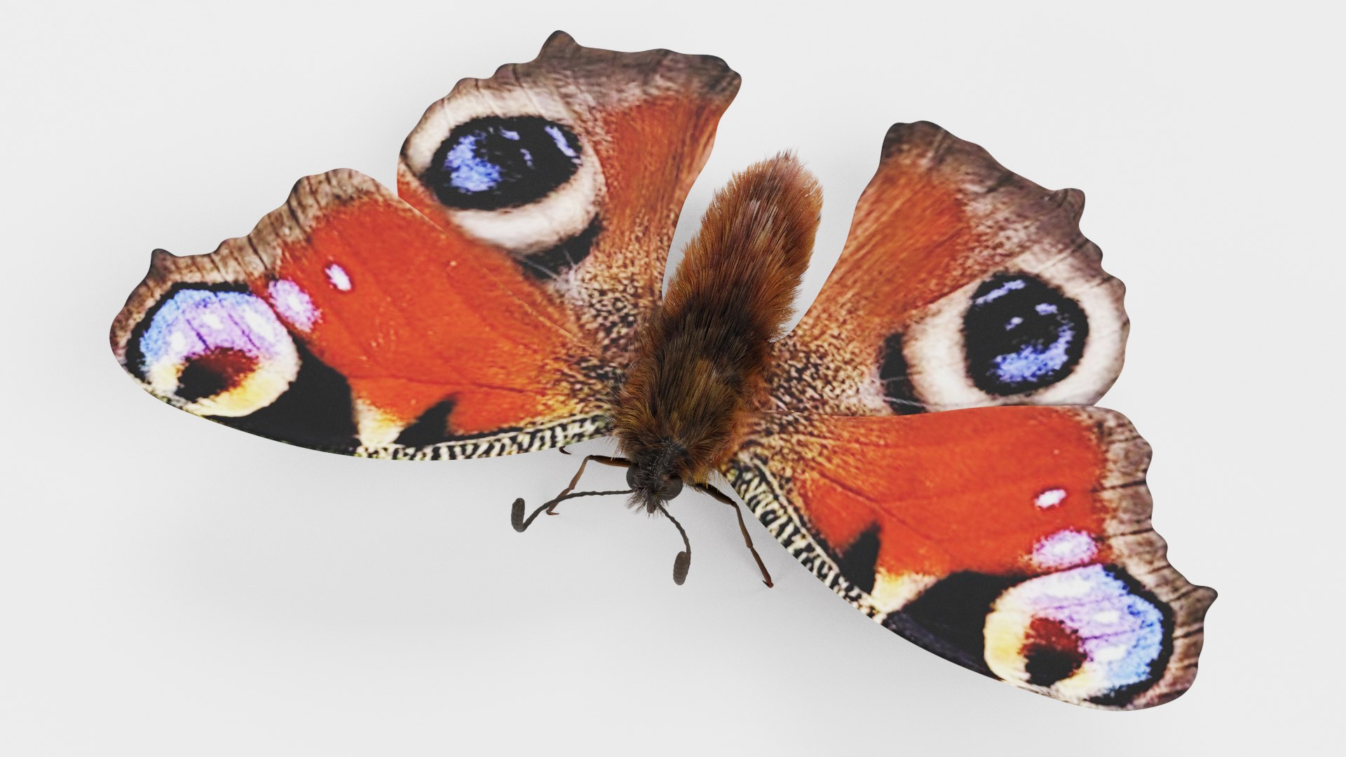 Peacock Butterfly Model - TurboSquid 1766325