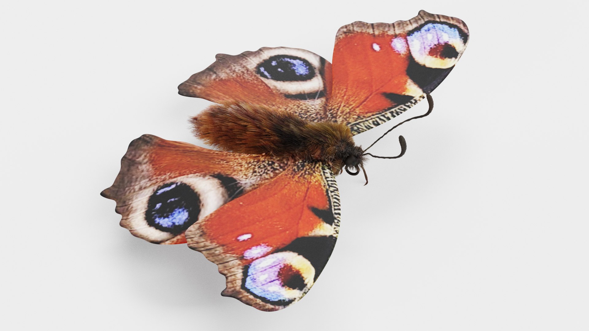 Peacock Butterfly Model - TurboSquid 1766325