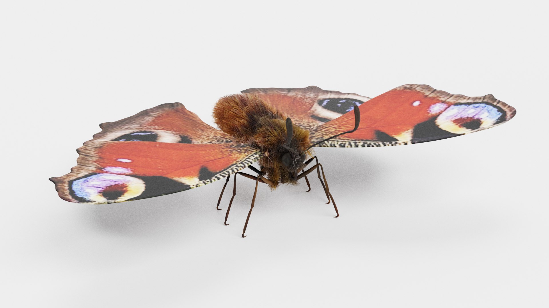 Peacock Butterfly Model - TurboSquid 1766325