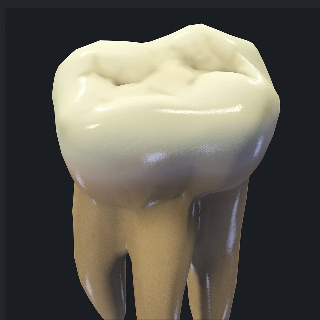 3ds Teeth Upper Molar