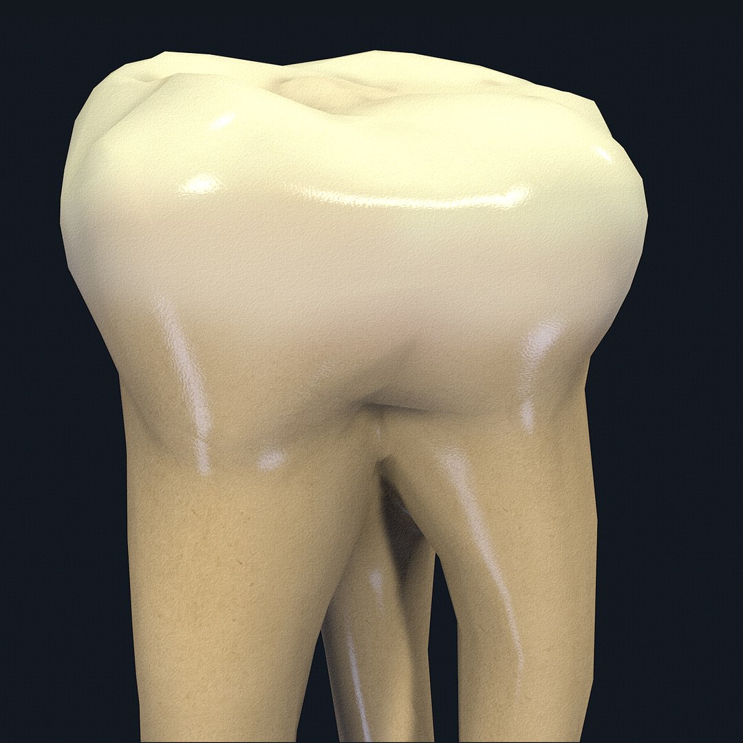 3ds Teeth Upper Molar