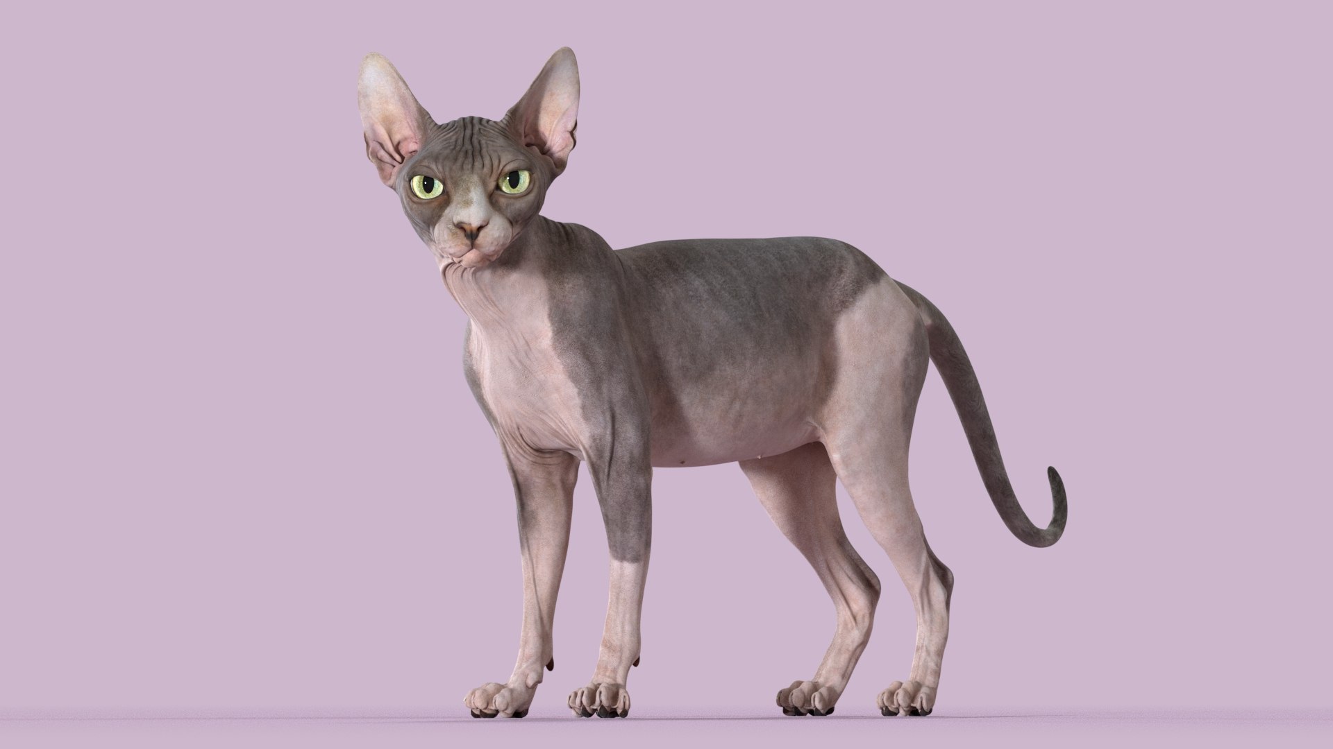 3D Sphynx Cat Animated Collection - TurboSquid 1777415