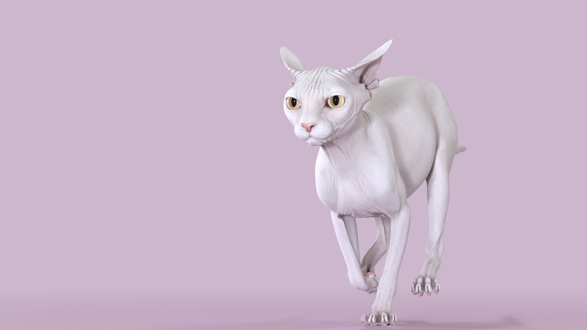 3D Sphynx Cat Animated Collection - TurboSquid 1777415
