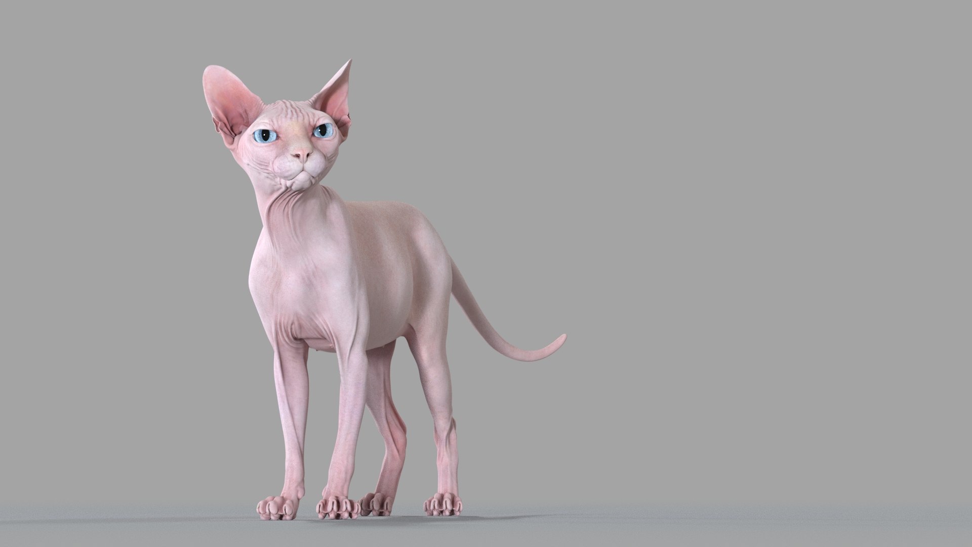 3D Sphynx Cat Animated Collection - TurboSquid 1777415