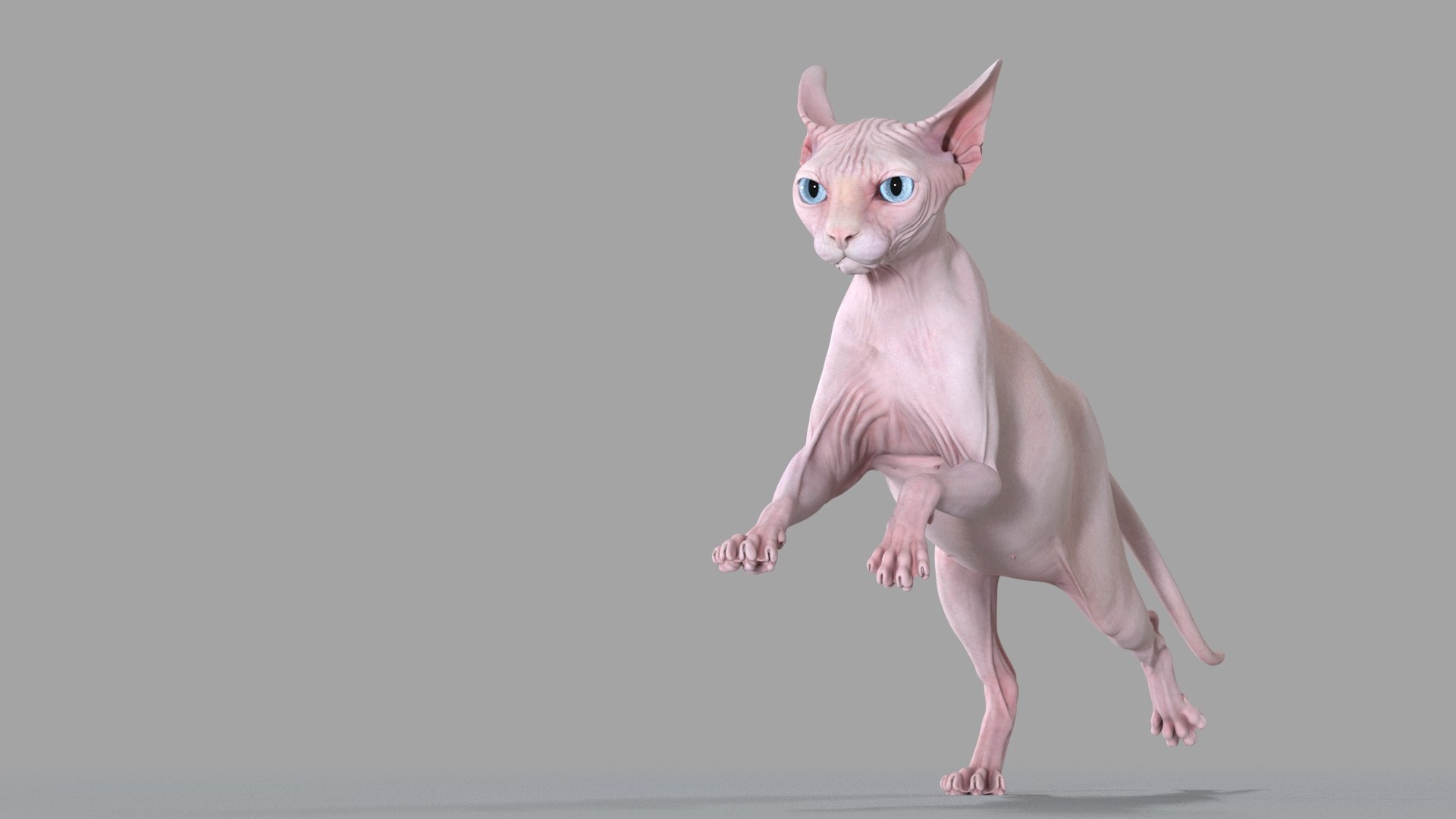 3D Sphynx Cat Animated Collection - TurboSquid 1777415