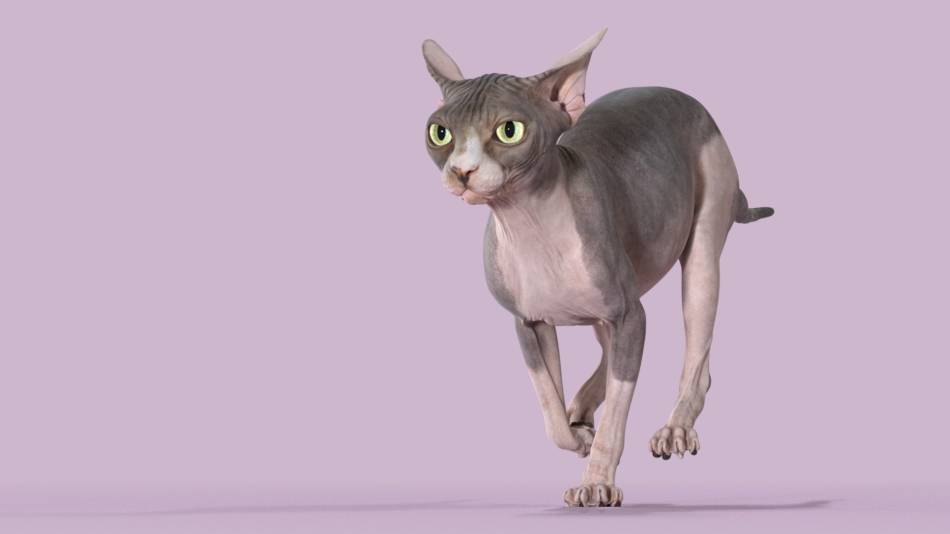 3D Sphynx Cat Animated Collection - TurboSquid 1777415