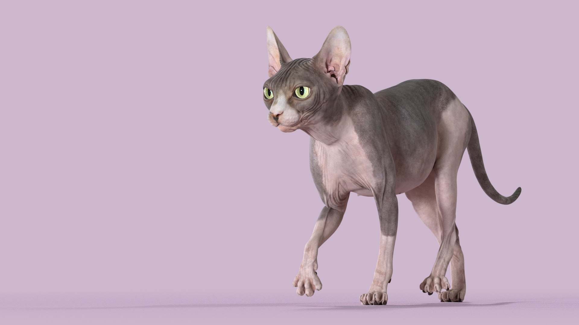 3D Sphynx Cat Animated Collection - TurboSquid 1777415