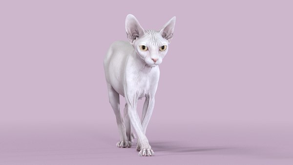 3D Sphynx Cat Animated Collection - TurboSquid 1777415