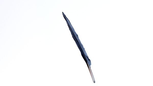 modelo 3d Pluma de cuervo - TurboSquid 1936718