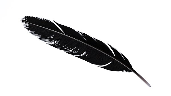 modelo 3d Pluma de cuervo - TurboSquid 1936718