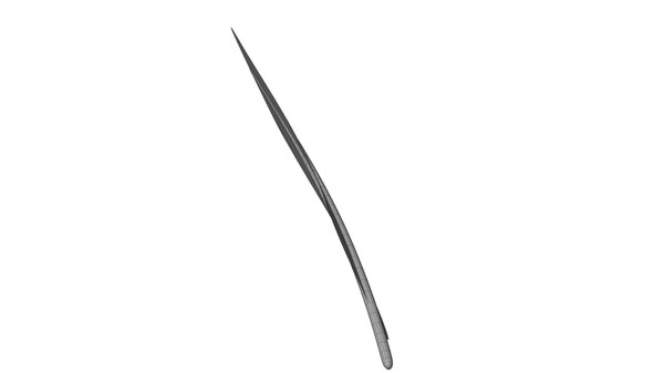 modelo 3d Pluma de cuervo - TurboSquid 1936718