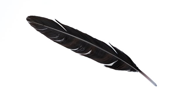 modelo 3d Pluma de cuervo - TurboSquid 1936718