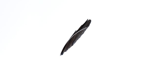 modelo 3d Pluma de cuervo - TurboSquid 1936718