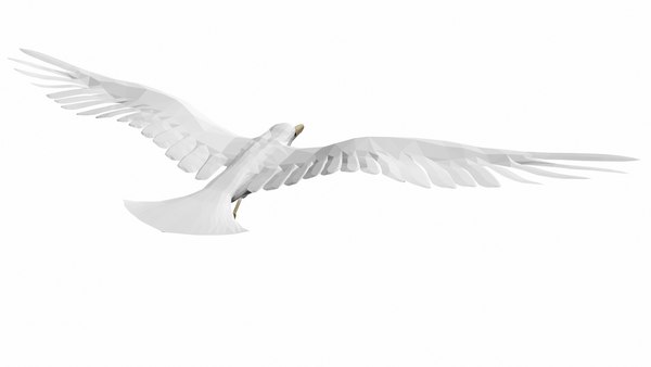 Gull bird model - TurboSquid 1672301