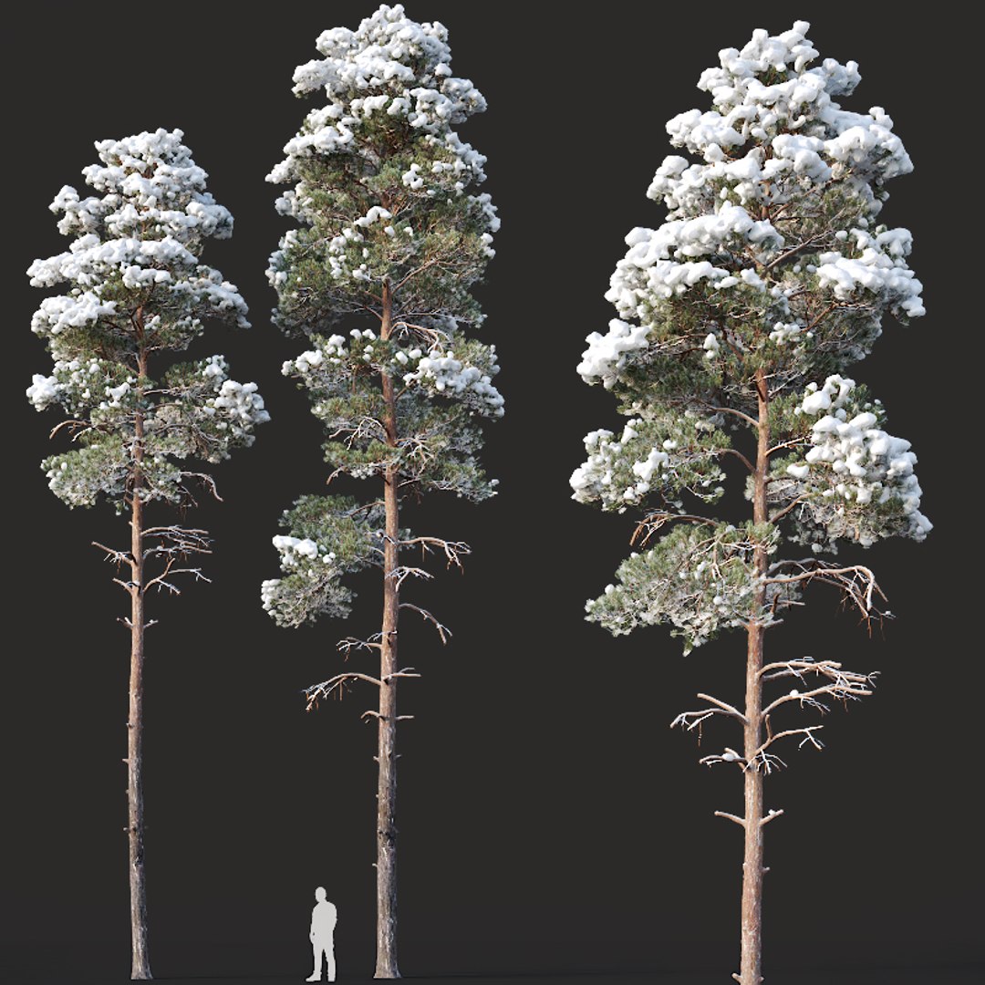 Pines Snow Needles Model - TurboSquid 1420036
