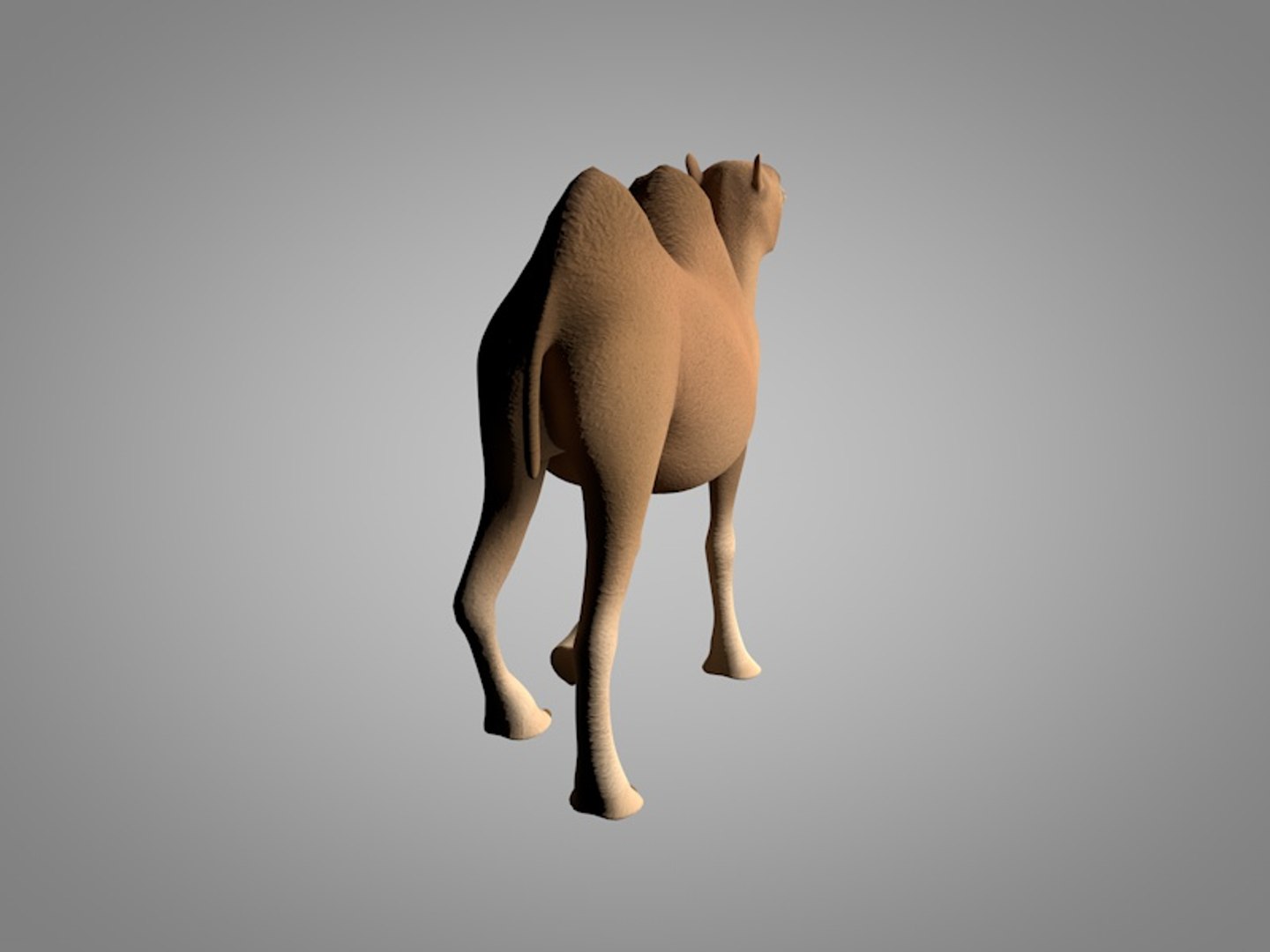 Camel 3D Model - TurboSquid 1188888