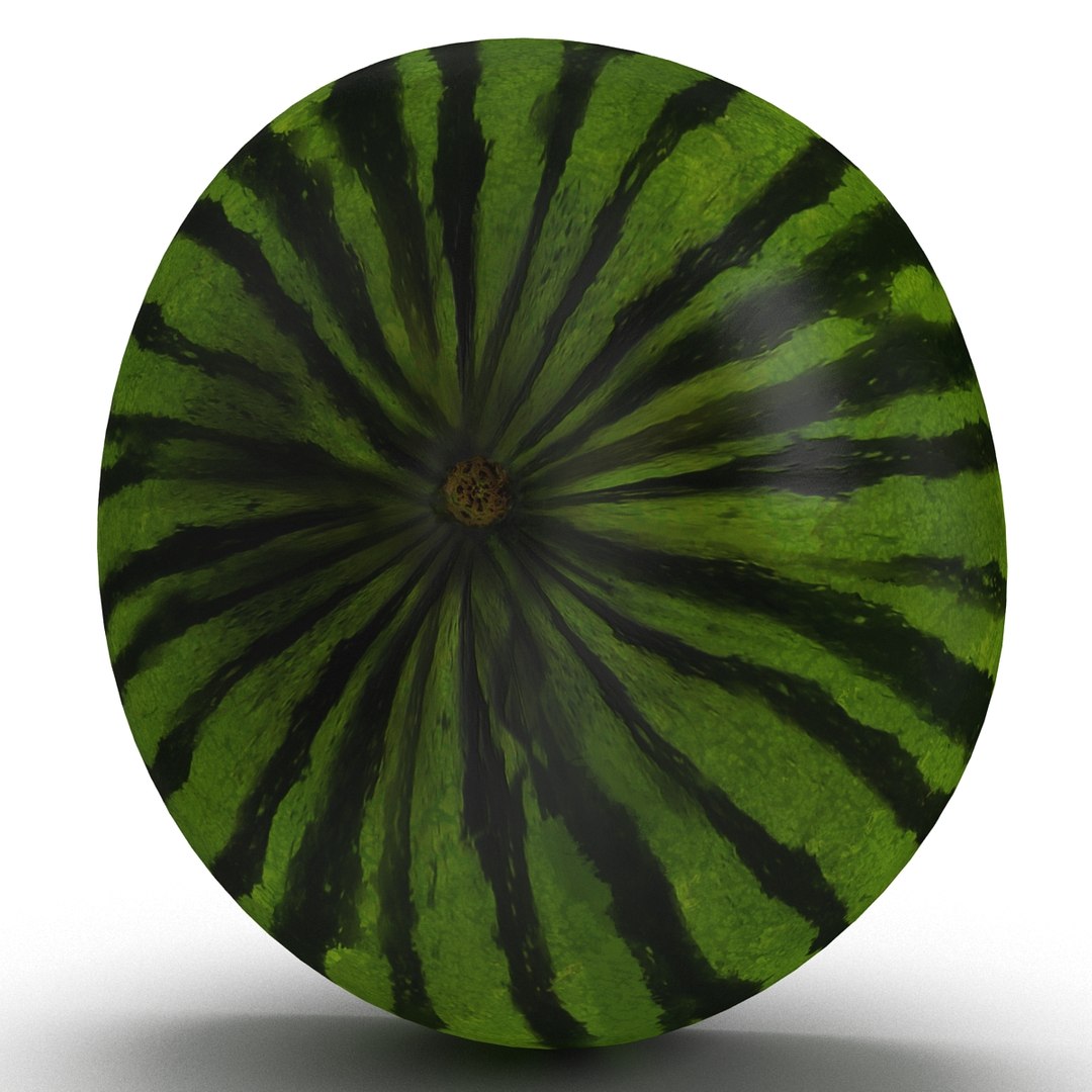 3d Watermelon Cross Section 3