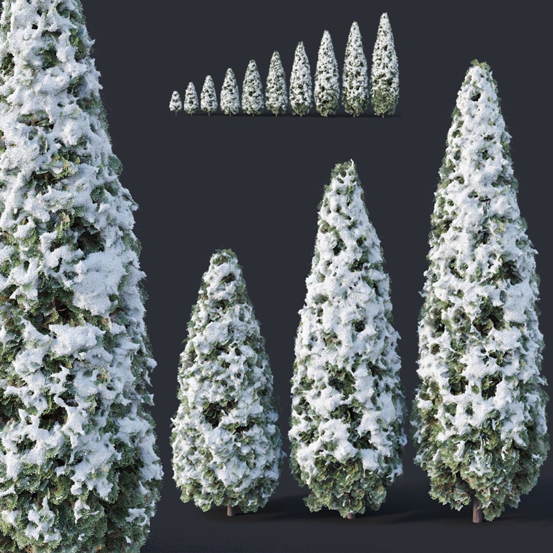 10 Thuyas 3D - TurboSquid 1359252