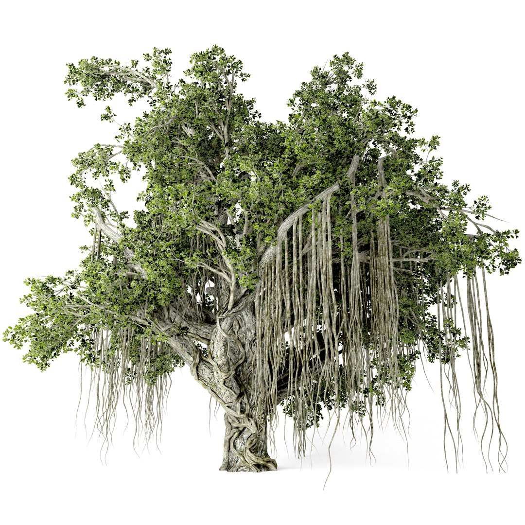 Banyan Tree Model - TurboSquid 1858944