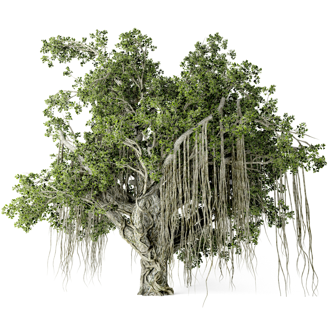 Banyan tree model - TurboSquid 1858944