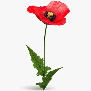 3D Poppy Models - Browse & Download Formats - TurboSquid