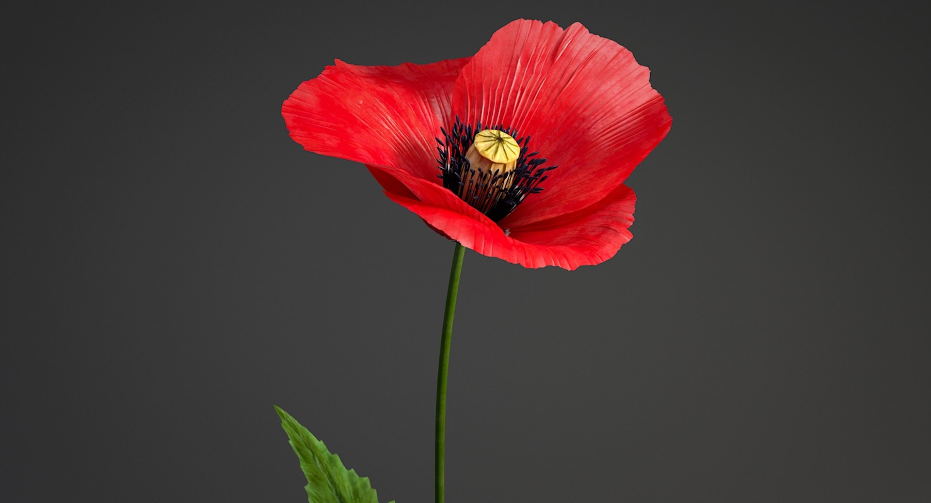 3D realistic poppy flower - TurboSquid 1255335