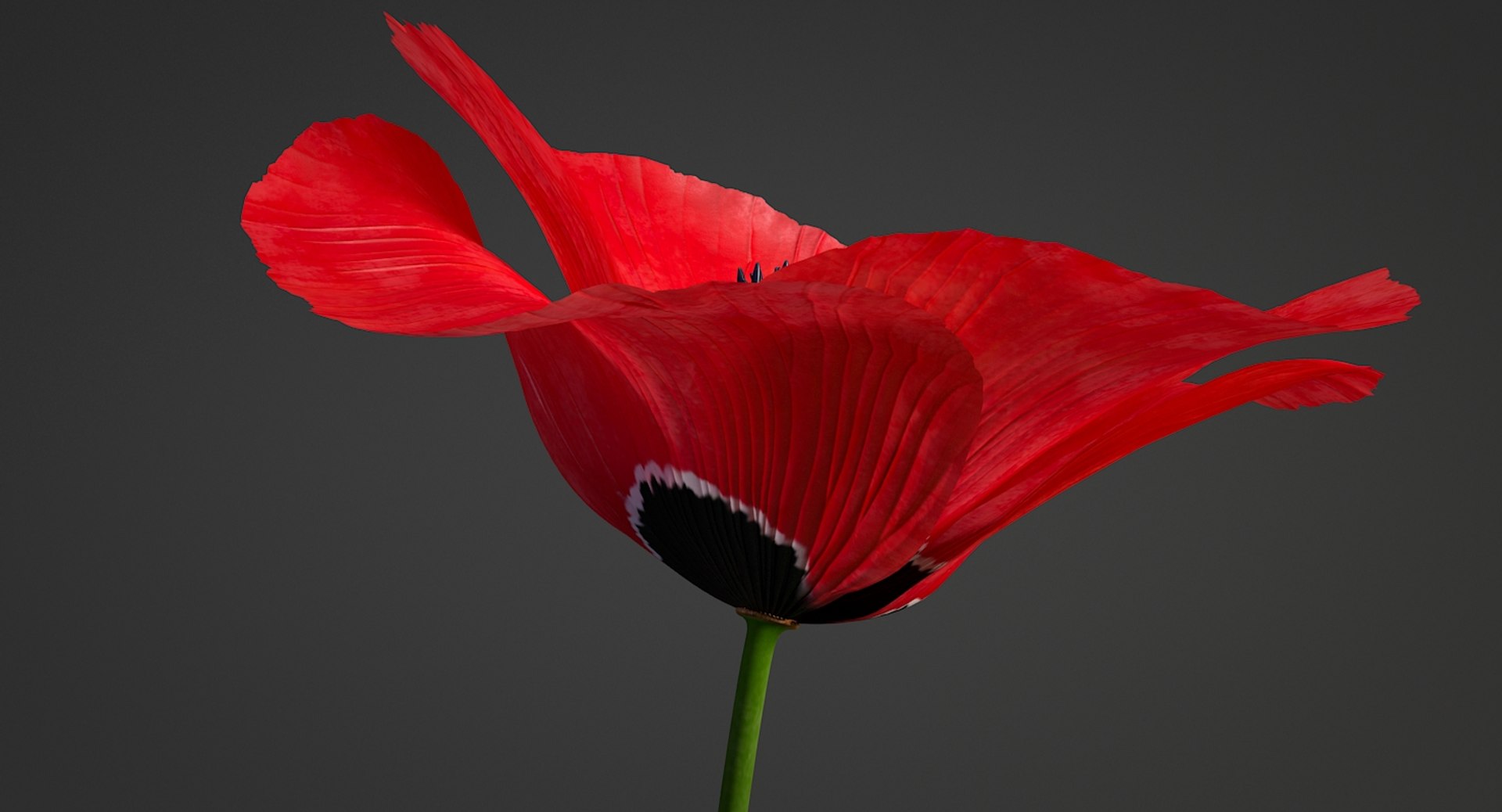 3D realistic poppy flower - TurboSquid 1255335