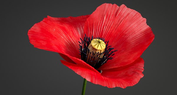 3D realistic poppy flower - TurboSquid 1255335