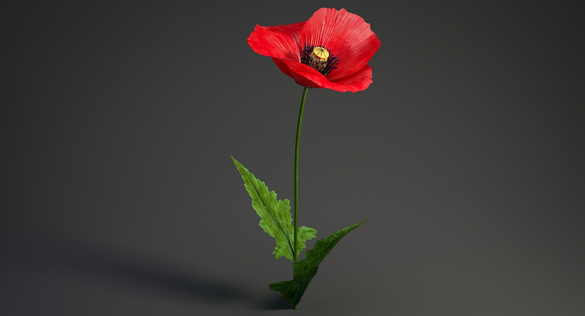 3D realistic poppy flower - TurboSquid 1255335