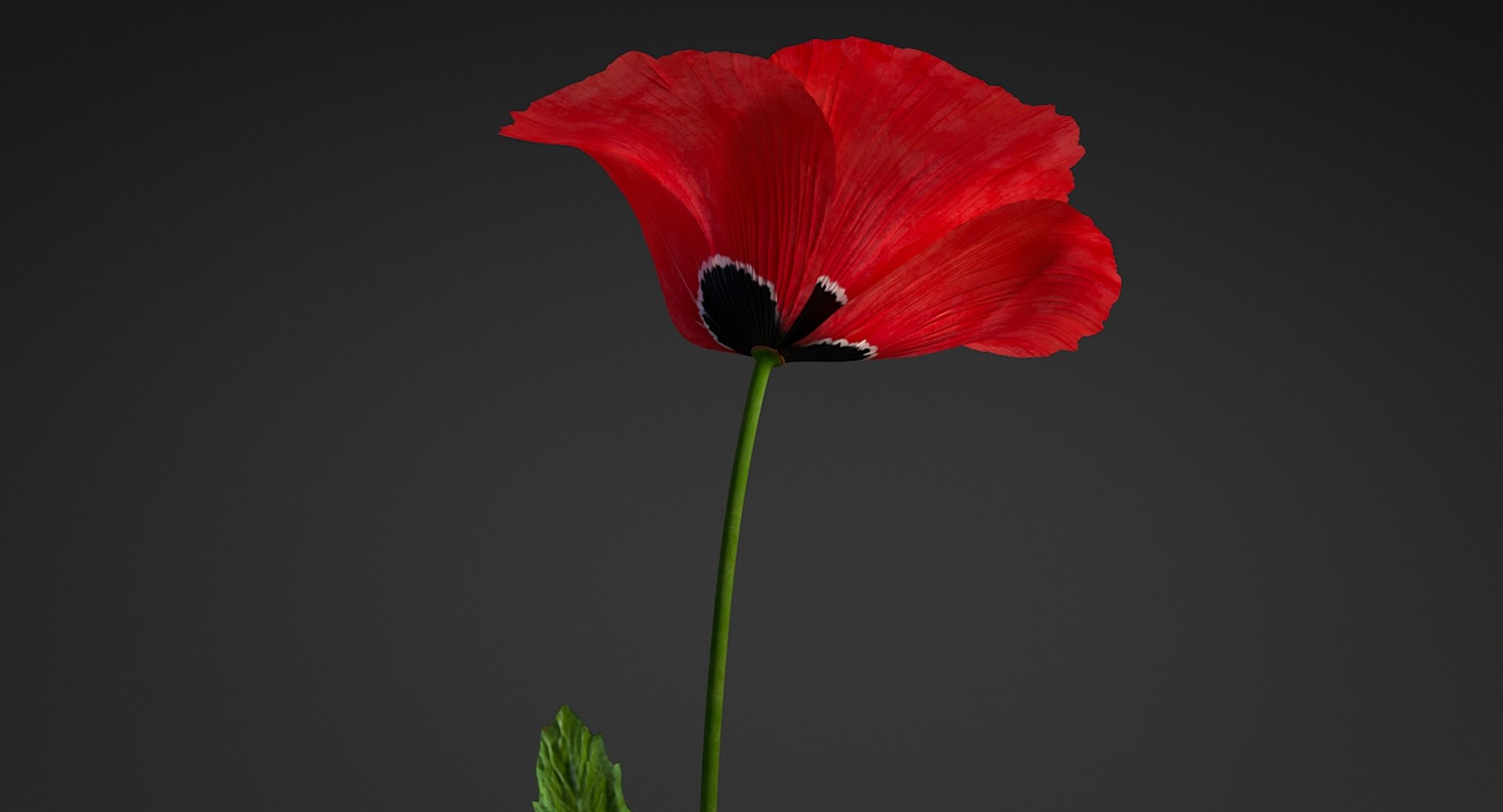 3D realistic poppy flower - TurboSquid 1255335