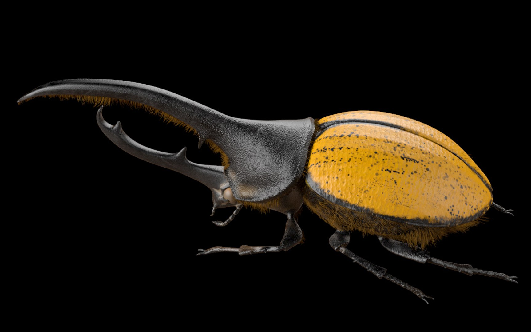 Bee Beetle Hercules 3D - TurboSquid 1537227