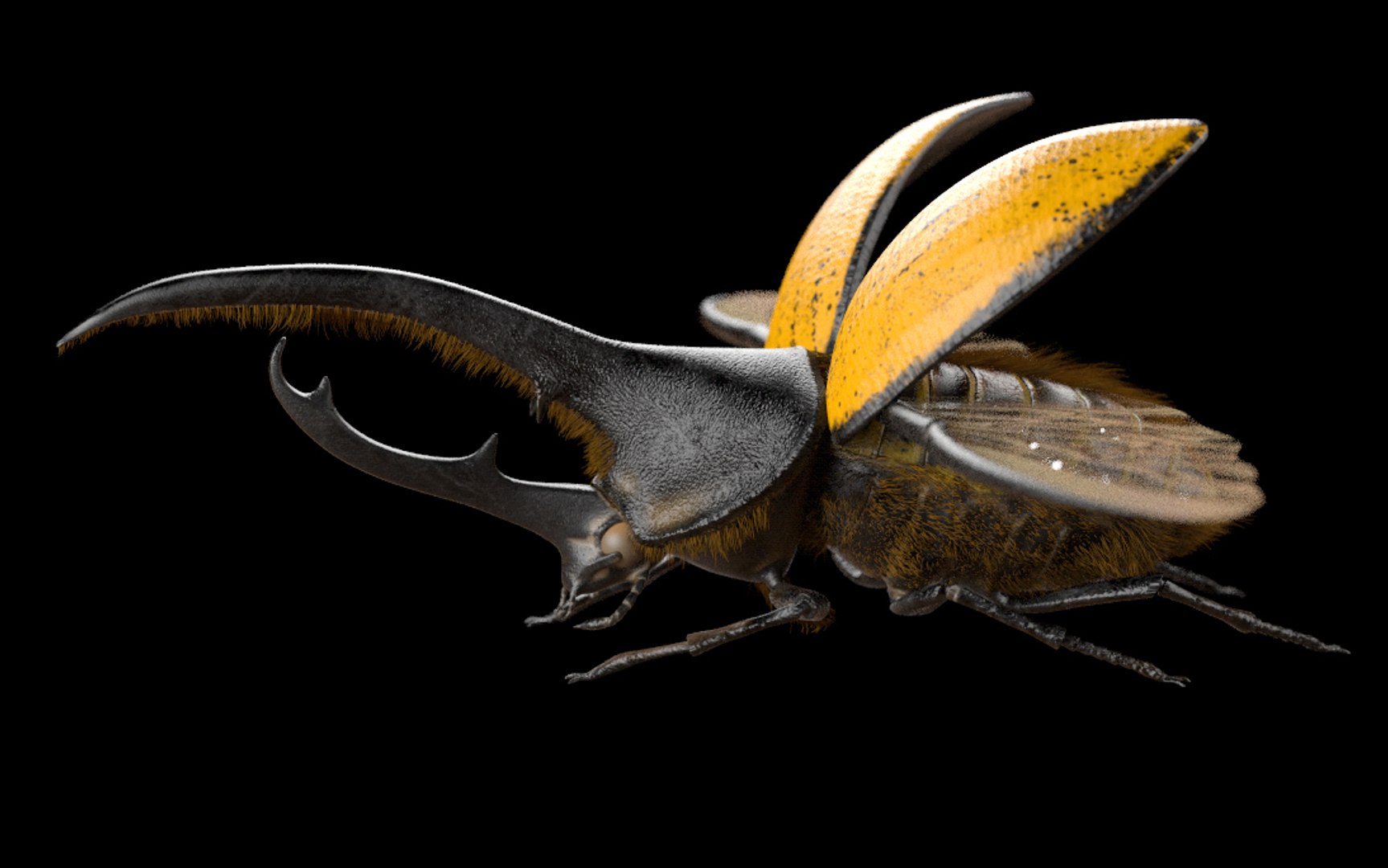 Bee Beetle Hercules 3D - TurboSquid 1537227