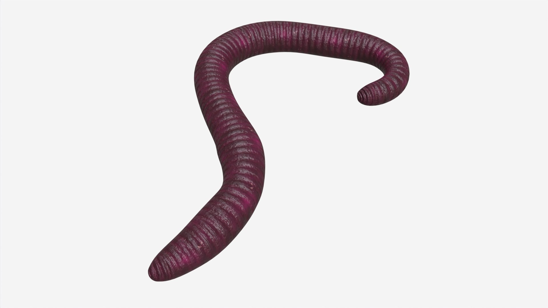 3D Red Worm 02 - TurboSquid 1934378