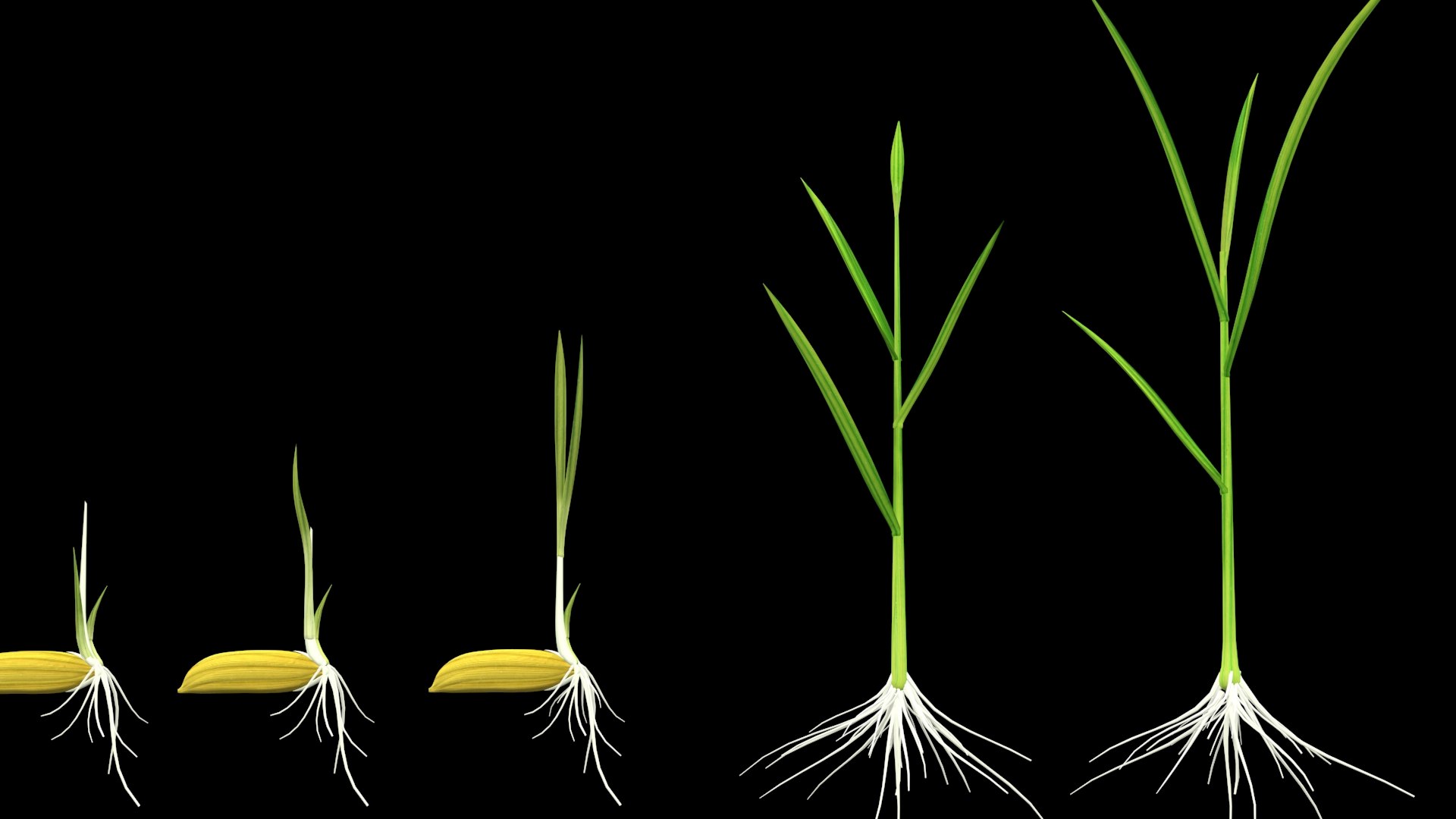 3D Oryza Sativa Asian - TurboSquid 1696263