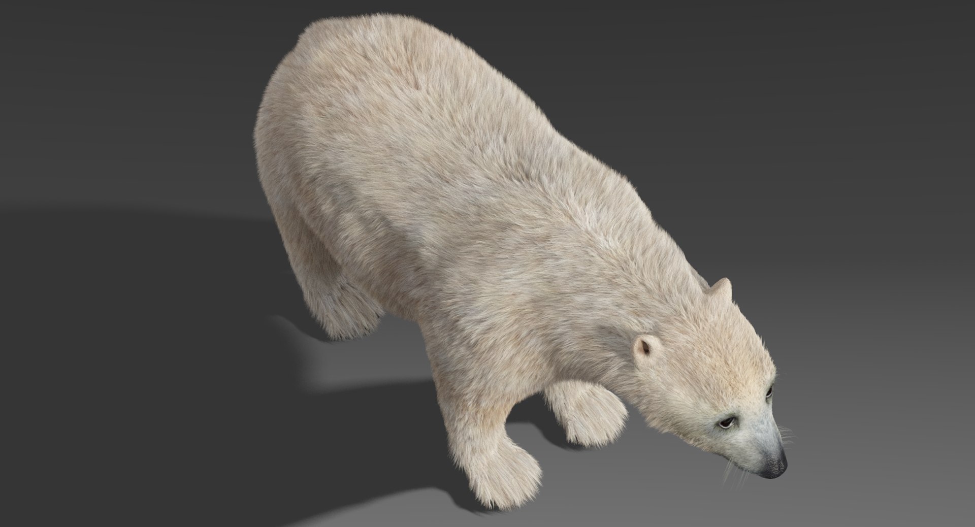 Polar Bear Fur 3D Model - TurboSquid 1296078