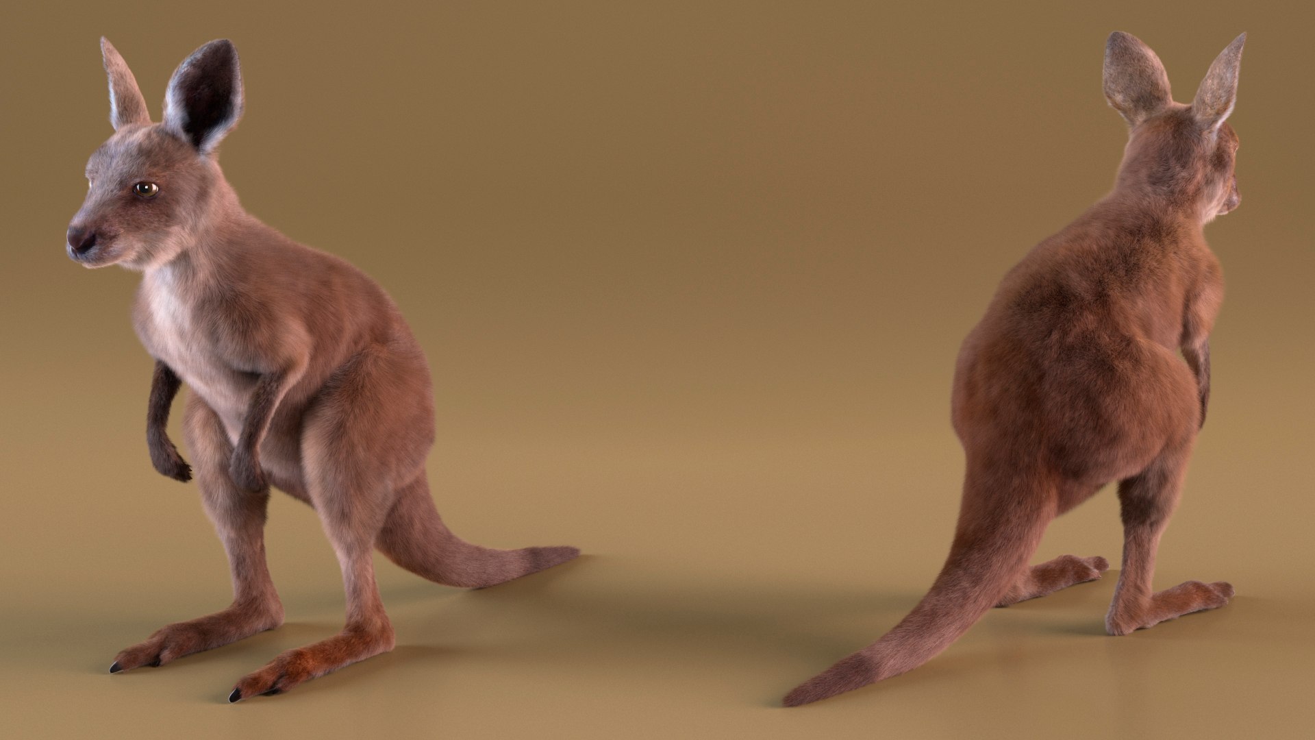 Baby Kangaroo Fur 3D Model - TurboSquid 2247544