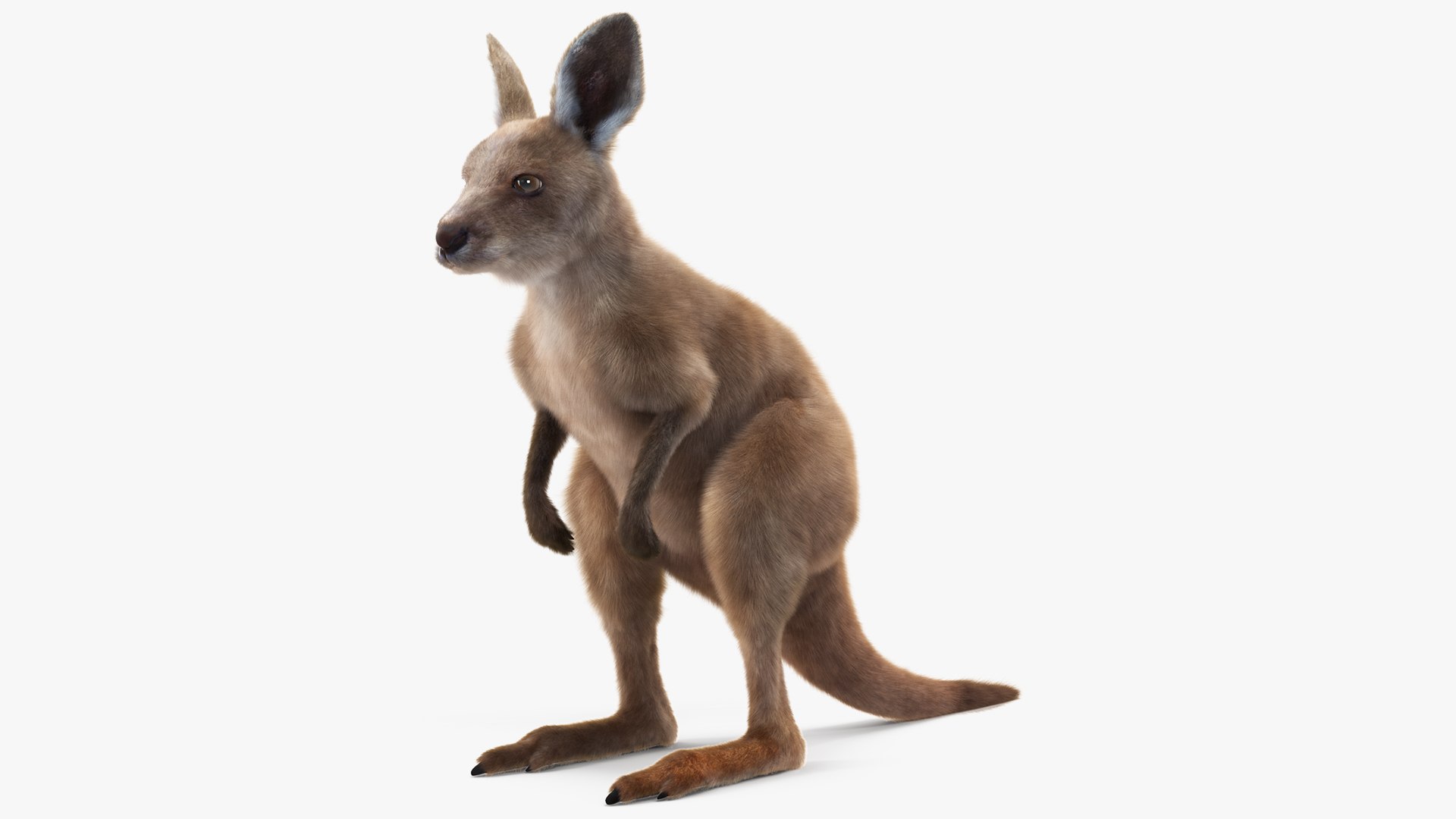 Baby Kangaroo Fur 3D Model - TurboSquid 2247544