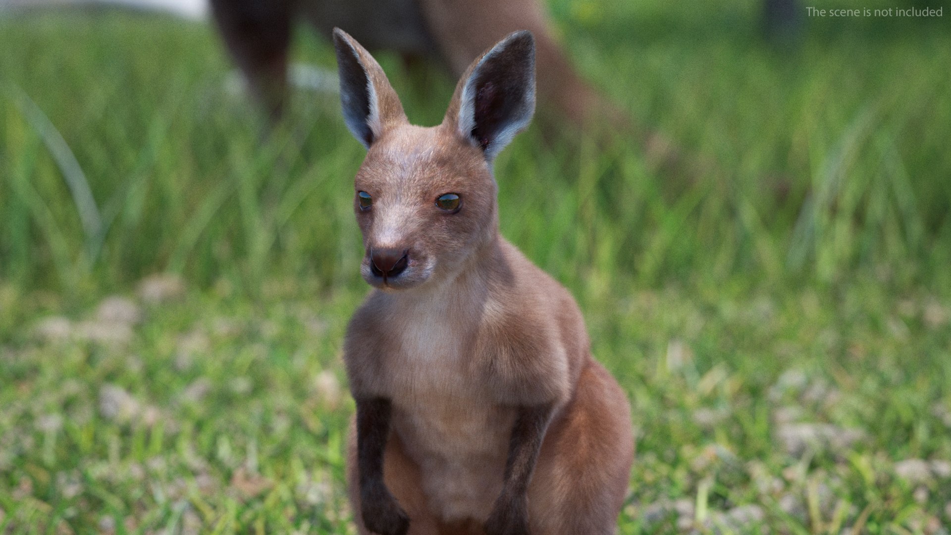 Baby Kangaroo Fur 3D Model - TurboSquid 2247544