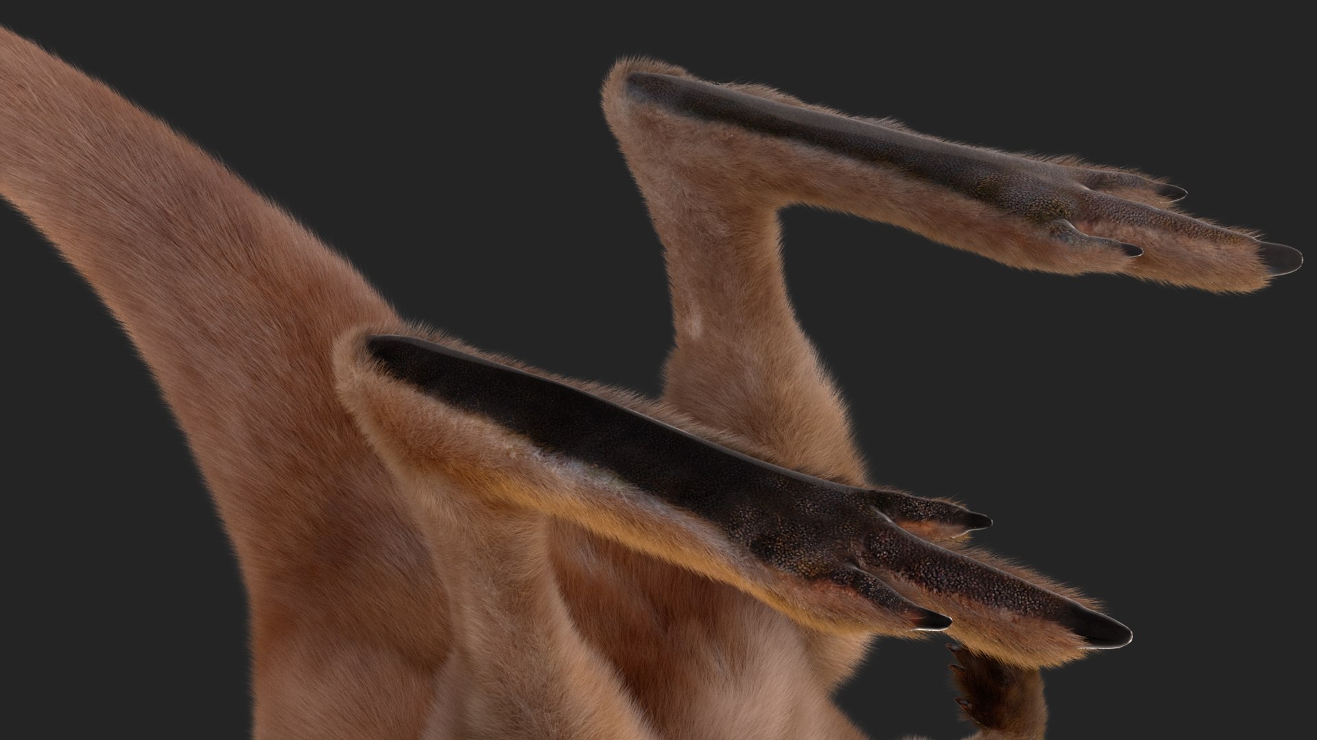 Baby Kangaroo Fur 3D Model - TurboSquid 2247544